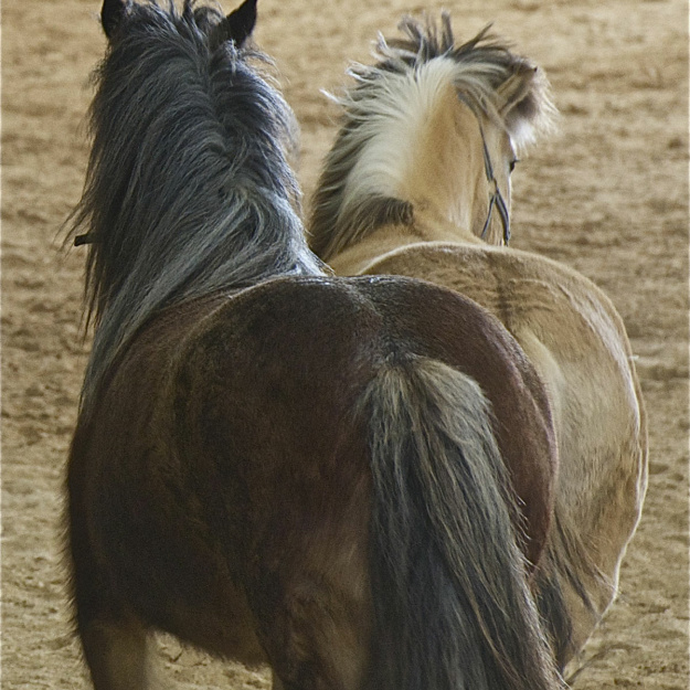 Gallery | Equiphoria